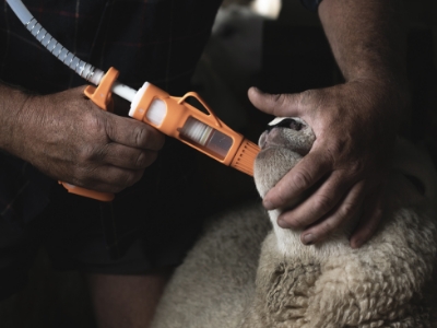 Parasites overview | Zoetis NZ