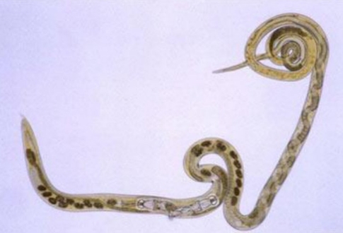 Parasites overview | Zoetis NZ