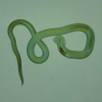 Parasites overview | Zoetis NZ