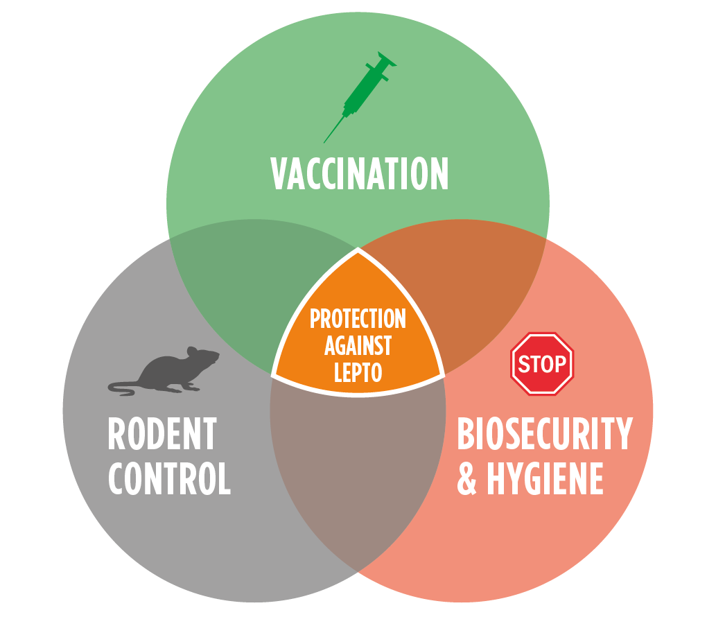 Protect Against Leptospirosis | Dairy Wellness NZ | Zoetis NZ