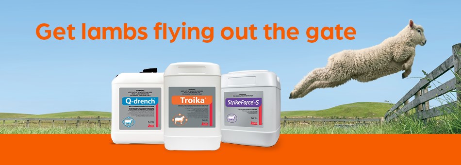 Sheep Solutions NZ | Zoetis NZ